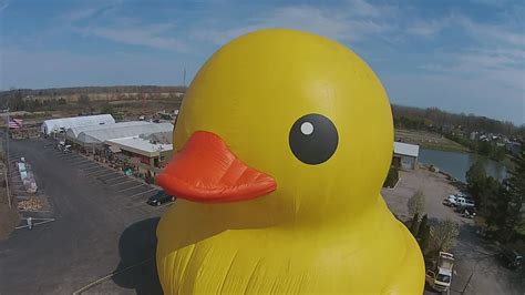 The Worlds Largest Rubber Duck Is Coming To Fort Worth