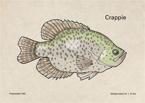 Crappie Drawing At PaintingValley Com Explore Collection Of Crappie Drawing