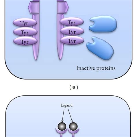Different Classes Of Rtk Rtk Share Tyrosine Kinase Domains In The
