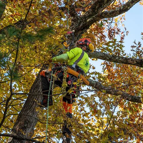 Tree Cabling Support Northern Tree Service