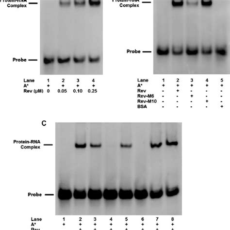 Binding Of Rev To Hcv 5 0 Utr Rna By Emsa A Labeled Hcv 5 0 Utr Download Scientific