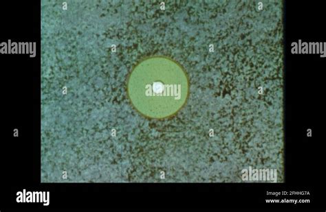 Cone Cell Stock Videos And Footage Hd And 4k Video Clips Alamy