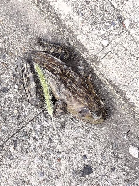 ゆき Yu Ri On Twitter 犬の散歩中に見つけたんだけどこれってもしかしてカエル死んじゃってる？