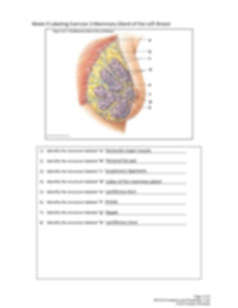 Solution Su Bio1014 W9 Lab Reproductive System Lab Labeling Exercise