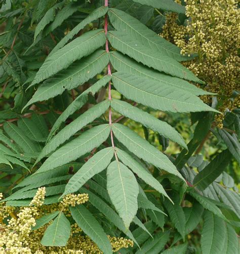 Smooth Sumac 3 Identify That Plant