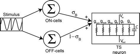 Modeling Ts Neuron Responses To Natural Electrocommunication Download Scientific Diagram