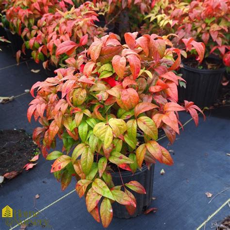 Nandina Domestica Firepower Nandina Doméstica «firepower Viveros