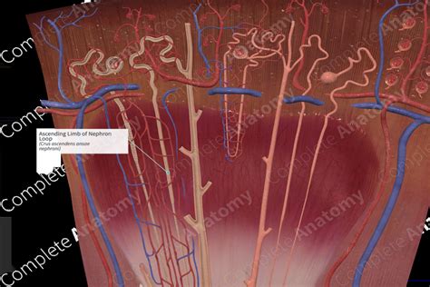 ascending limb of nephron loop complete anatomy