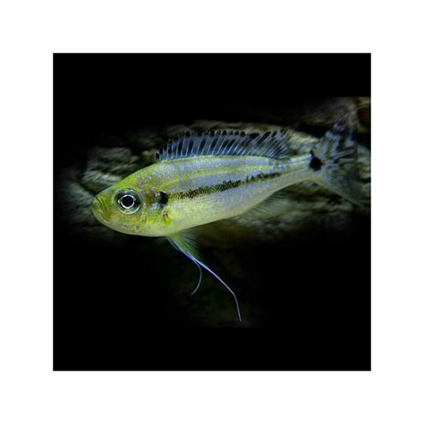 Haplotaxodon Microlepis 6 7cm Univers Aquatique