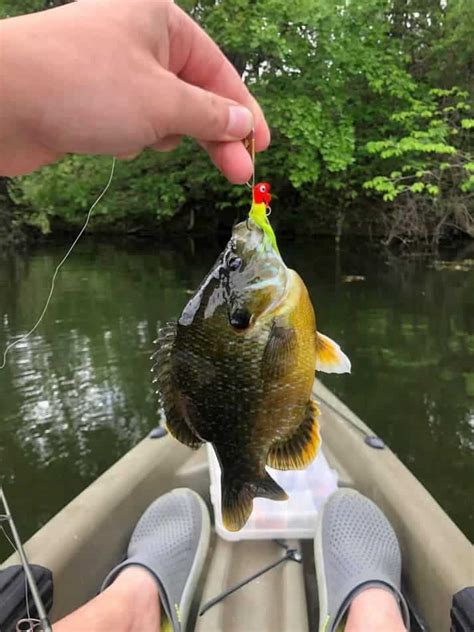 Hybrid Bluegill Vs Bluegill Differences Explained • Panfish Nation