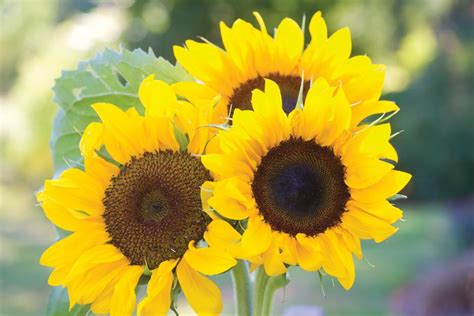 Big And Small Sunflower Varieties Different Sunflower Sizes Hgtv
