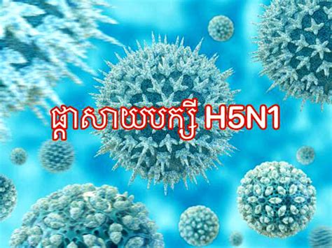 Msjtv News ករណីបុរសម្នាក់ ស្លាប់ដោយសារ «ជំងឺផ្តាសាយបក្សី នៅខេត្តកំពង់ចាម