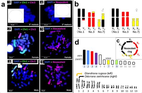 Chromosome Painting And Diagrams Showing The Multiple Sex Chromosomes Download Scientific