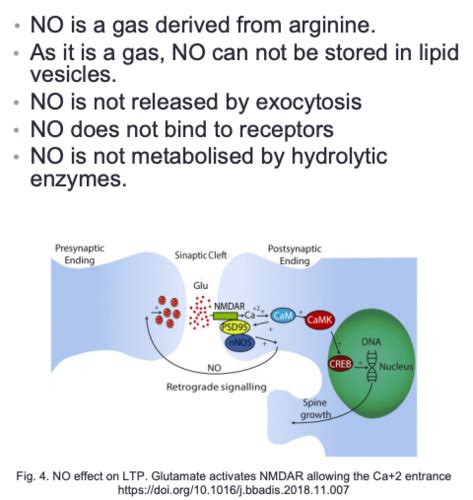 Nitric Oxide In Vascular System Flashcards Quizlet