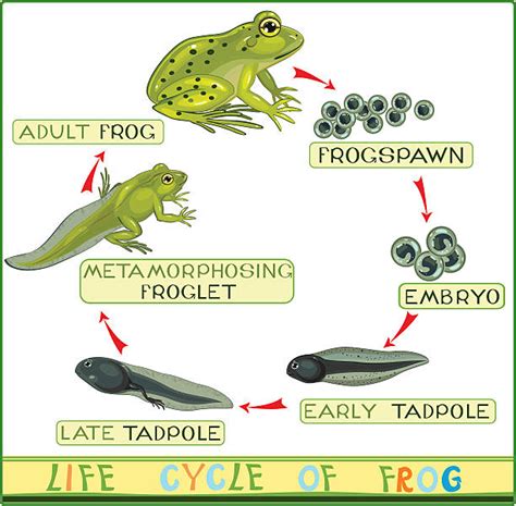 Frogspawn Illustrations Royalty Free Vector Graphics And Clip Art Istock
