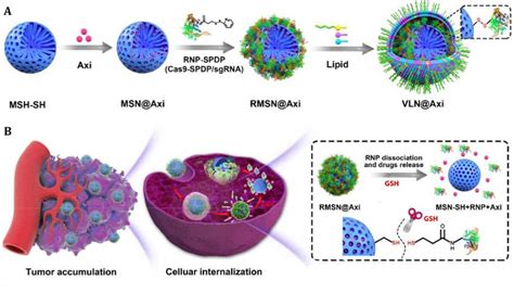 Schematic Illustration Of Axitinib Loaded Vln Synthesis A Axitinib Download Scientific