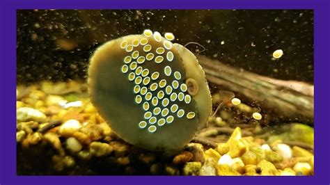 Nerite Snail Eggs Zebra Nerite Snail Real Aquatics