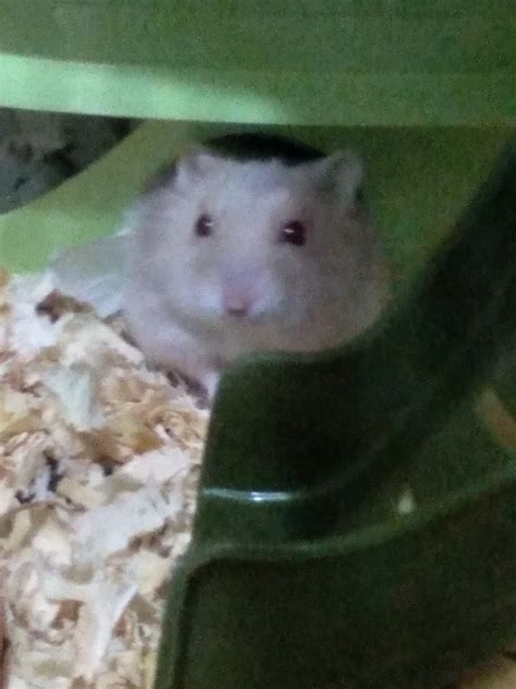 Los Últimos Memes Memedroid