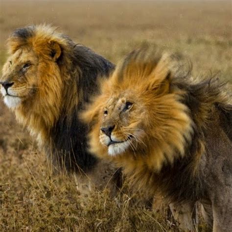 Sidney Rodrigues Youtube