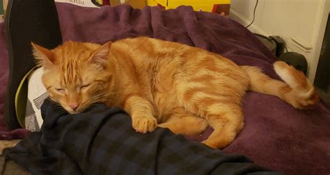 Catnip Cat Blank Template Imgflip