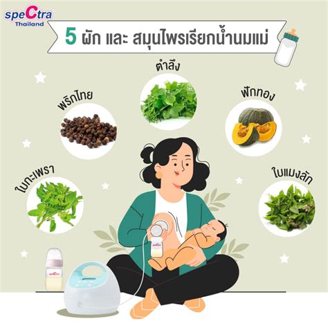 5 ผัก และ สมุนไพรเรียกน้ำนมแม่ Spectra Thailand