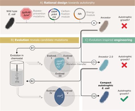 Autotrophic Phenotype Achieved By Introducing 3 Mutations On Top Of A