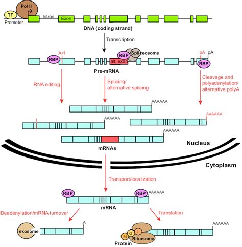 Posttranscriptional Regulation Of Gene Expression By RBPs When A