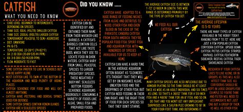 Butterfly Catfish Hybrid Tiger Shovelnose Catfish X Perruno Catfish