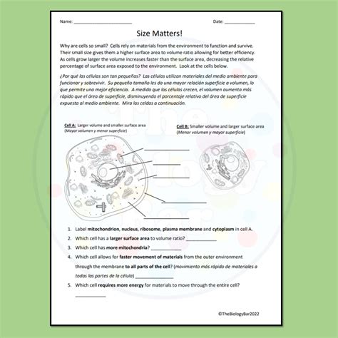 ESL Biology Cell Size Worksheet Made By Teachers