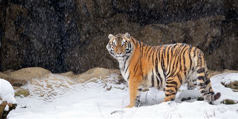 Siberian Tiger Size Siberian Tiger Infographic Tiger Facts And