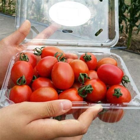 산천감리교회의 방울토마토와 오이 갓피플