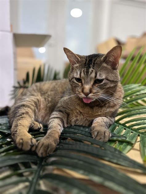 Classic Model Moment Of Short Circuiting Rstandardissuecat