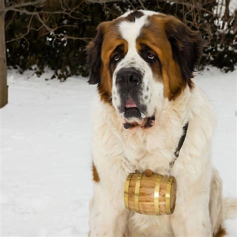 Whiskey Barrel Dog St Bernard Dog Collar Oak Barrel With