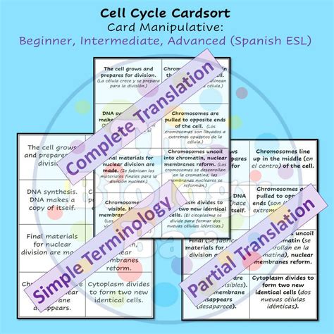 Biology Cell Cycle Mitosis Card Sort Bilingual Marketplace