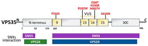 Genetic Basis Of Parkinsons Disease Encyclopedia Mdpi
