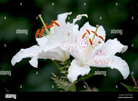 Lily Lily White Lilium Hi Res Stock Photography And Images Alamy