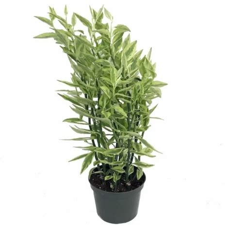 Devils Backbone Plant Pedilanthus Red Bird Cactus 6 Pot Easy To