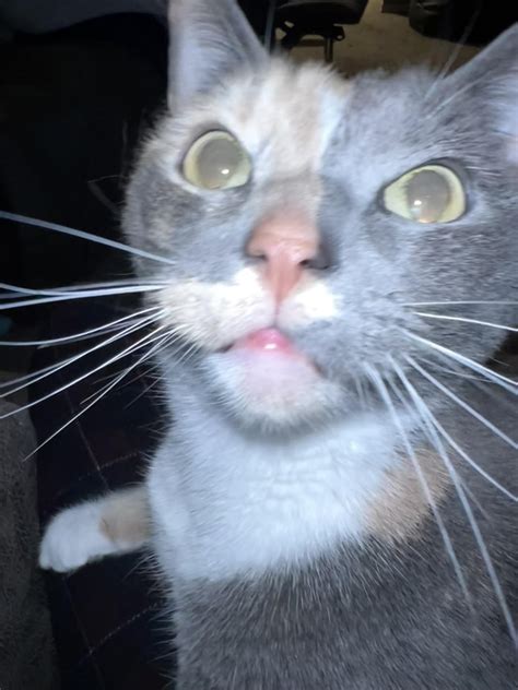 Boogie Shes A Manx With A Nubby Tail R Peanutwhiskers