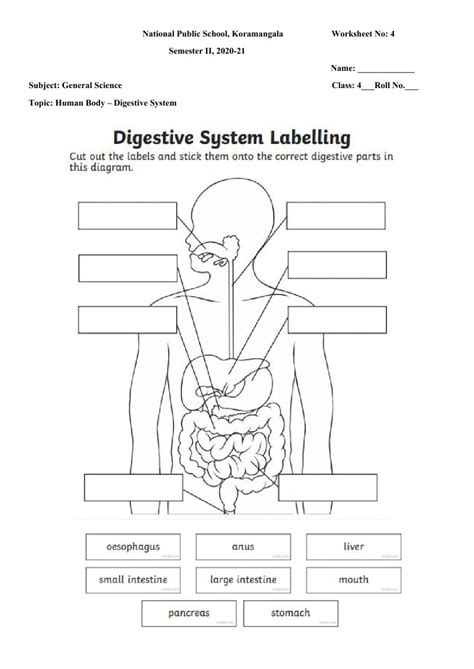 Worksheet Labelling Of Digestive System Worksheet Digestive System