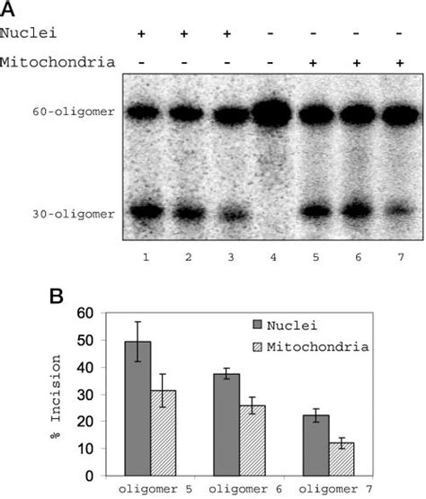 Influence Of The Dna Helix Structure And Stability On 8 Oxoa Incision