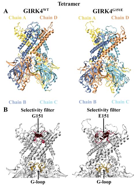 Identification Of Potential Modulators Of A Pathogenic G Protein Gated Inwardly Rectifying K