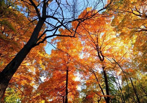Fall Foliage Desktop Wallpapers Wallpaper Cave