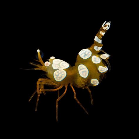 Sexy Shrimp Shrimps Geemarine