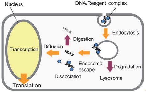 Figure 1 From Fluorescence Cross Correlation Spectroscopy For Real Time Monitoring Of Exogenous