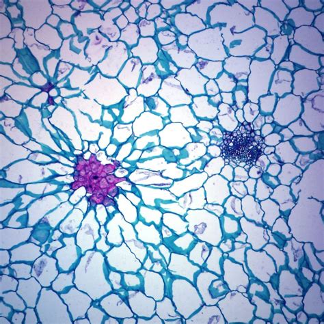 Fruit Under Microscope At Georgia Challis Blog