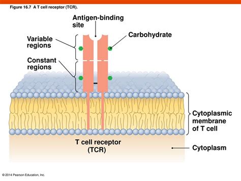 16 Adaptive Immunity Ppt Download