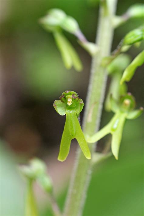 170526 Twayblade 1 Earthstar