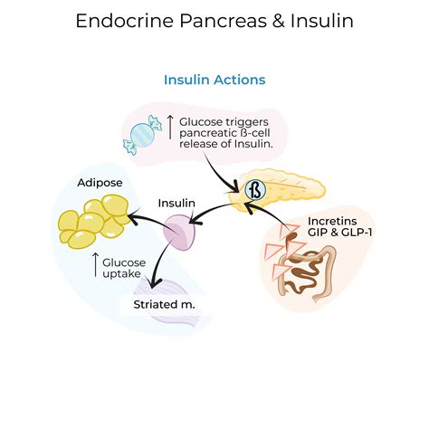 Pancreas Function And Production Of Insulin