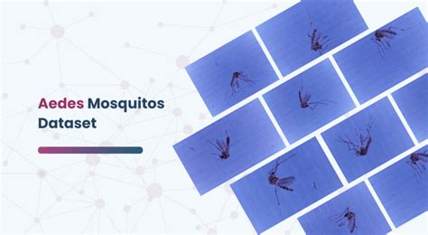 Aedes Mosquitos Dataset For Deep Learning Models