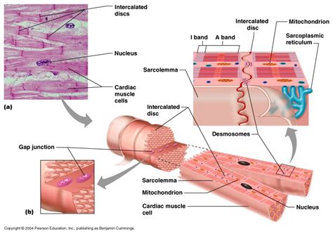 Intercalated Discs Between Heart Myocytes Have